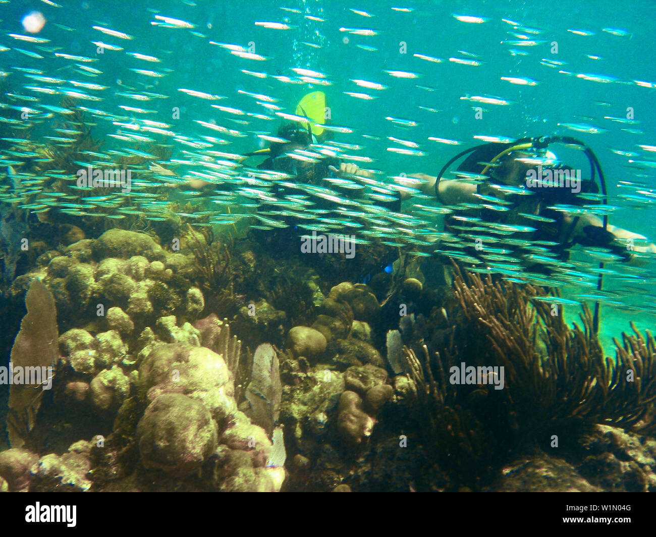 travel people diving Stock Photo - Alamy