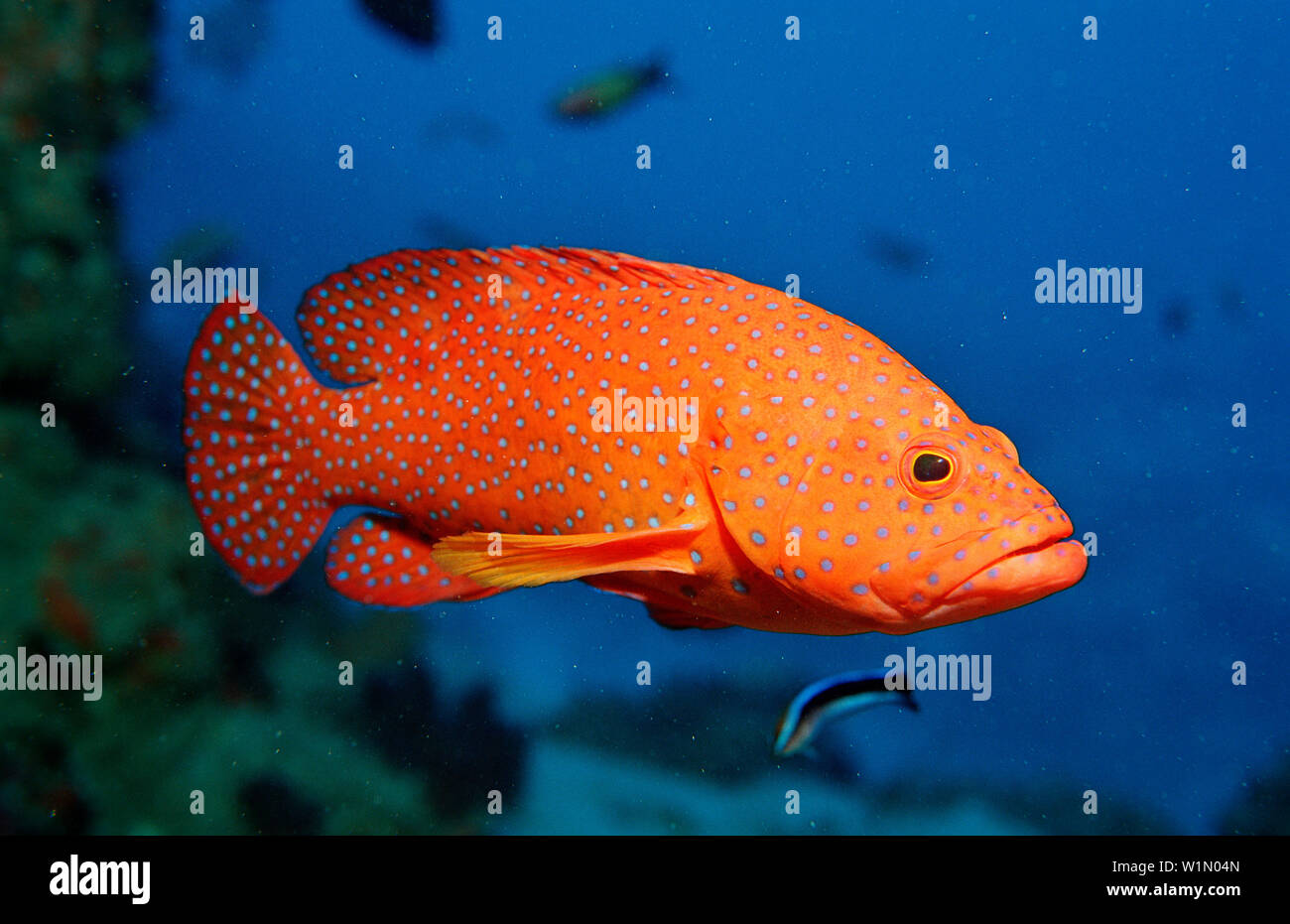 Zackenbarsch hi-res stock photography and images - Alamy