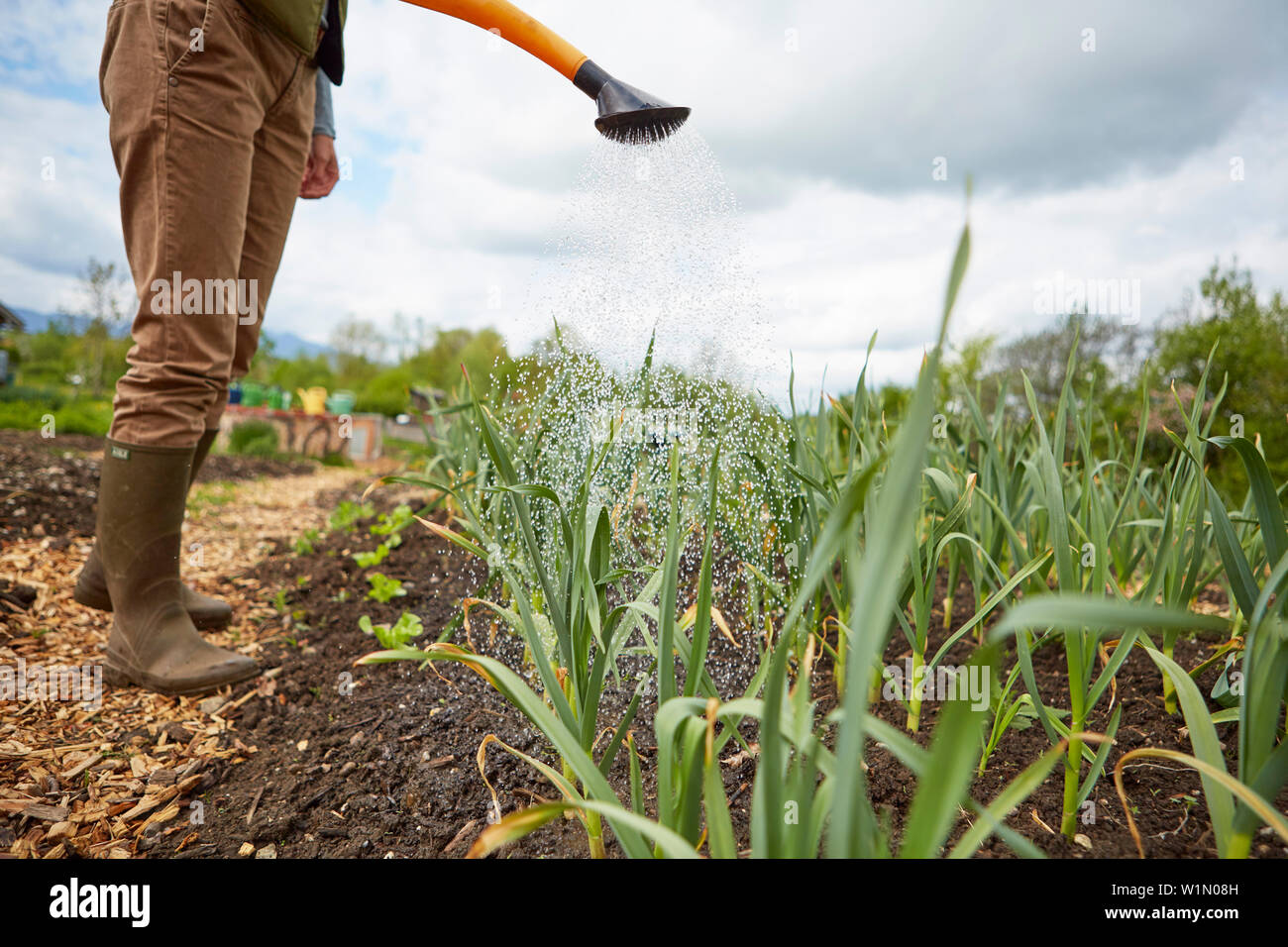 Garden leek hi-res stock photography and images - Alamy