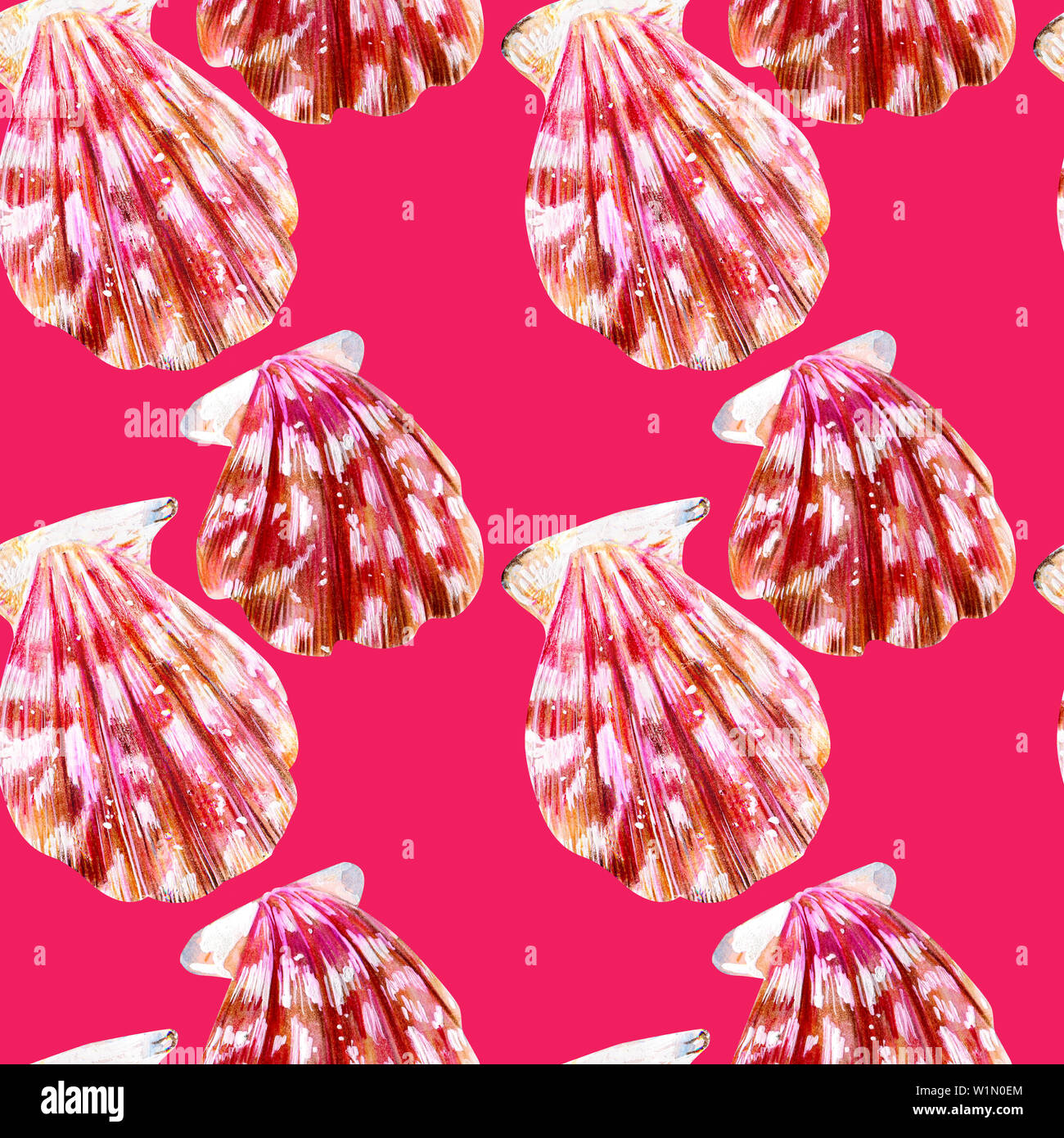 Seamless pattern of isolated sea shells scallops. Mother of pearl with ...