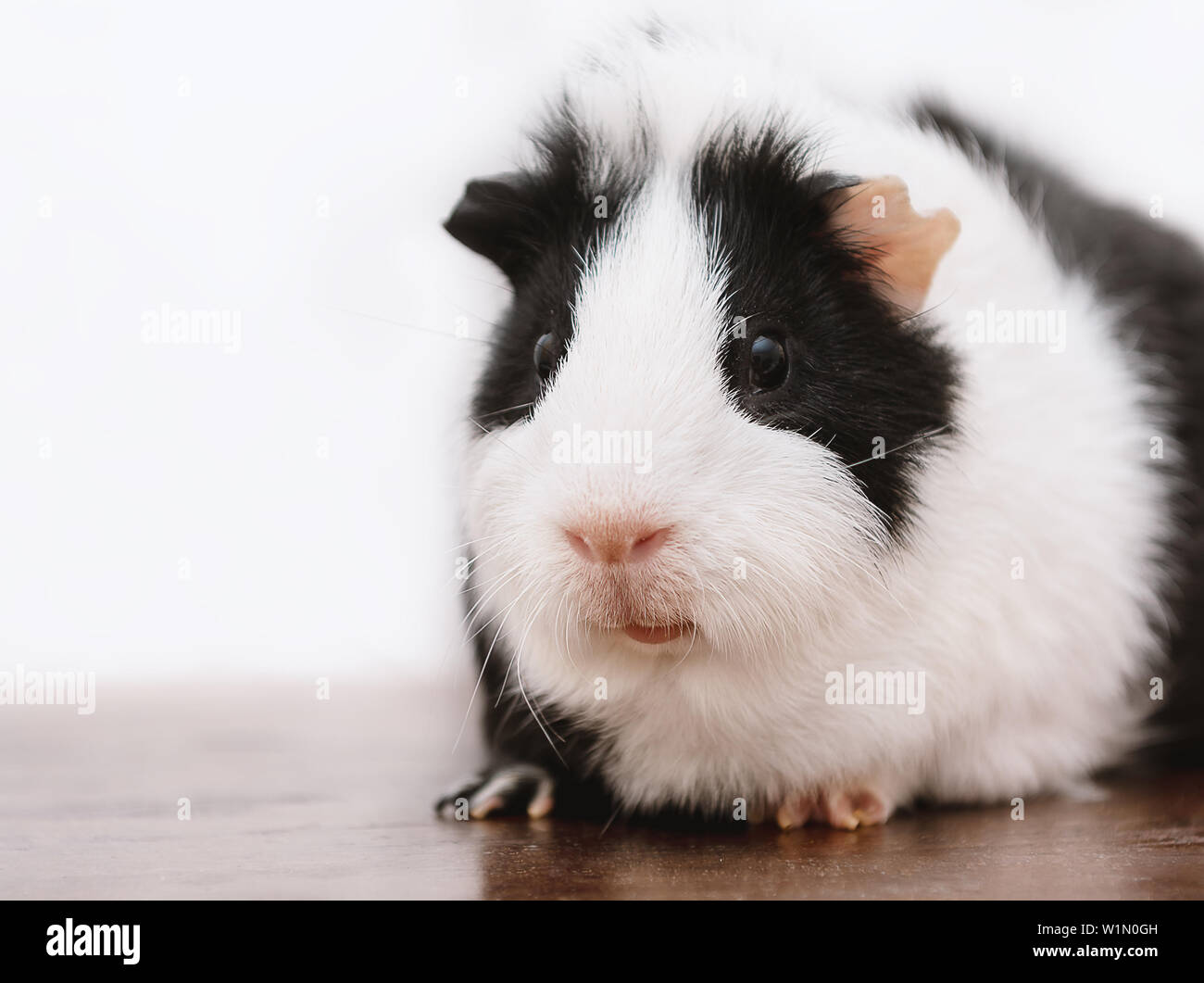 Little Guinea Pig High Resolution Stock Photography and Images - Alamy