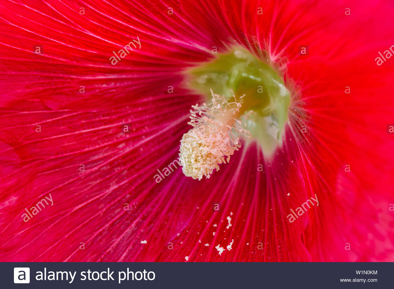 Fruit Schizocarp Stock Photos & Fruit Schizocarp Stock Images - Alamy