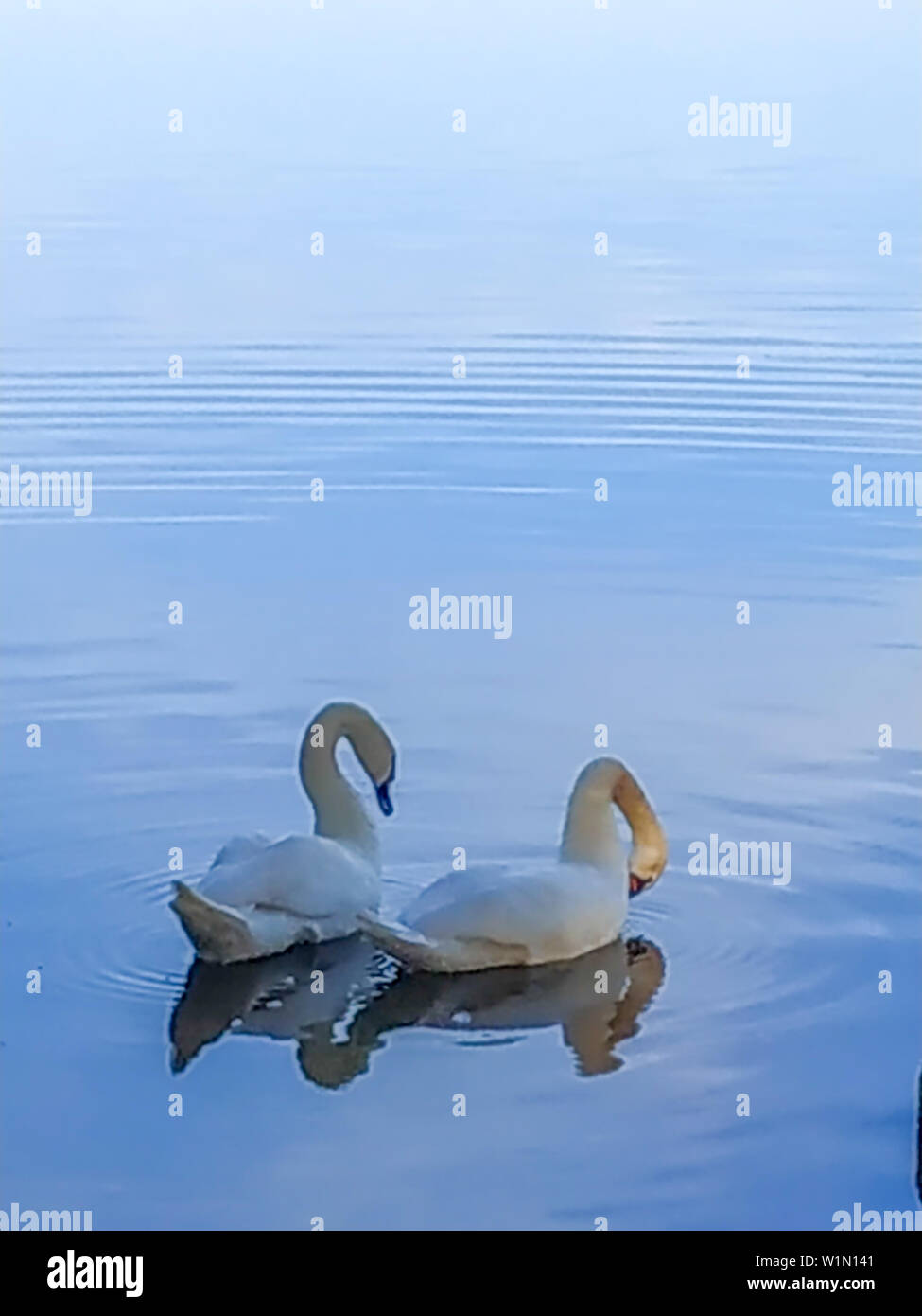 white swans on the nature pond in the morning Stock Photo - Alamy