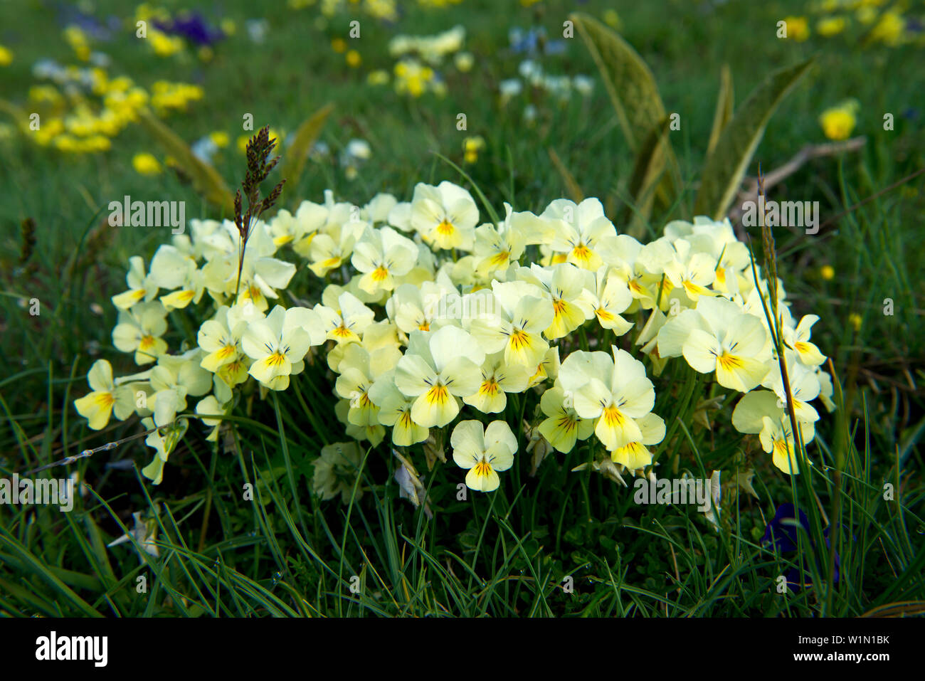 Wild pansies are growing in the alpine mmeadows of the Campo Imperatore ...
