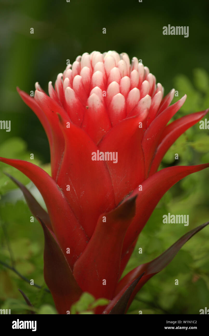 Red white bromeliad flower hi-res stock photography and images - Alamy