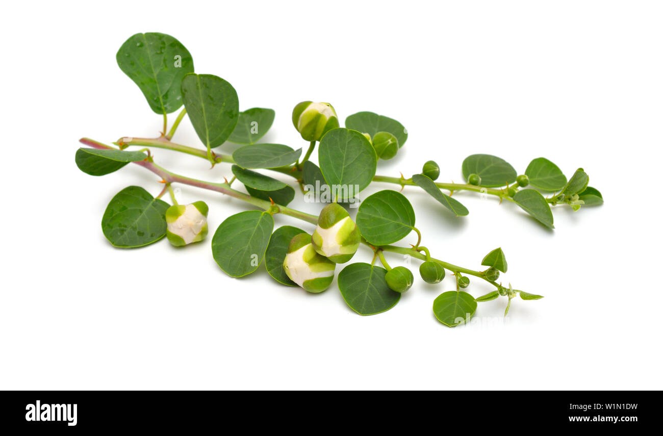 Plant Capparis, known as caper shrubs or caperbushes. Isolated on white ...