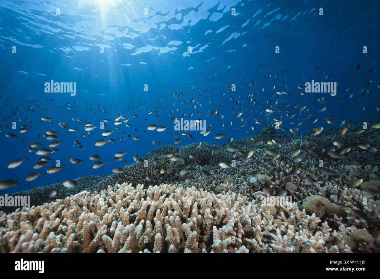 Chromis over Coral Reef, Chromis sp., Kai Islands, Moluccas, Indonesia ...