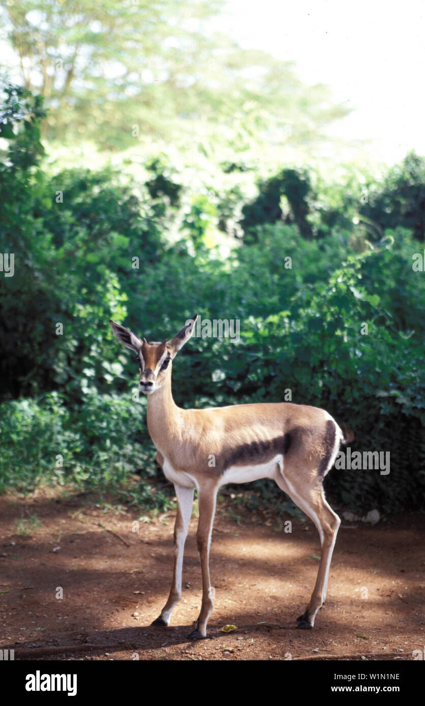 Young antelope, animals africa Stock Photo - Alamy
