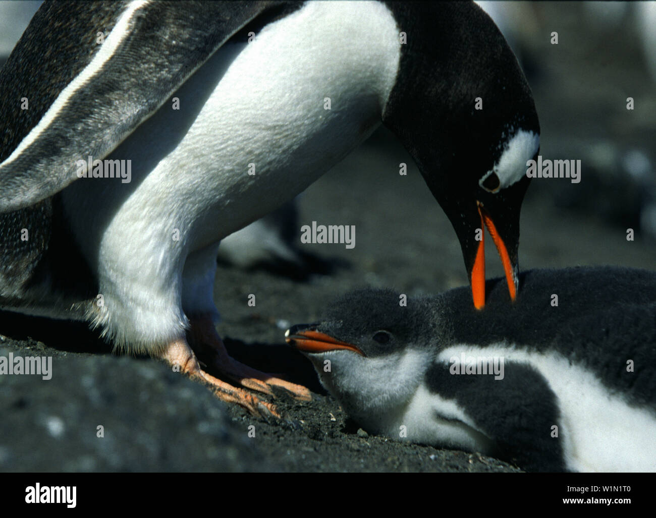 Penguin with chicken hi-res stock photography and images - Alamy