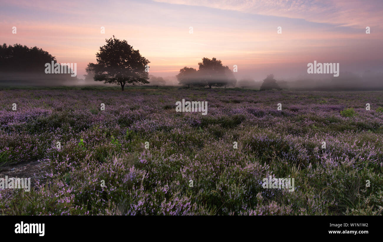 Mehlinger heath just before sunrise, Mehlingen, Kaiserslautern ...