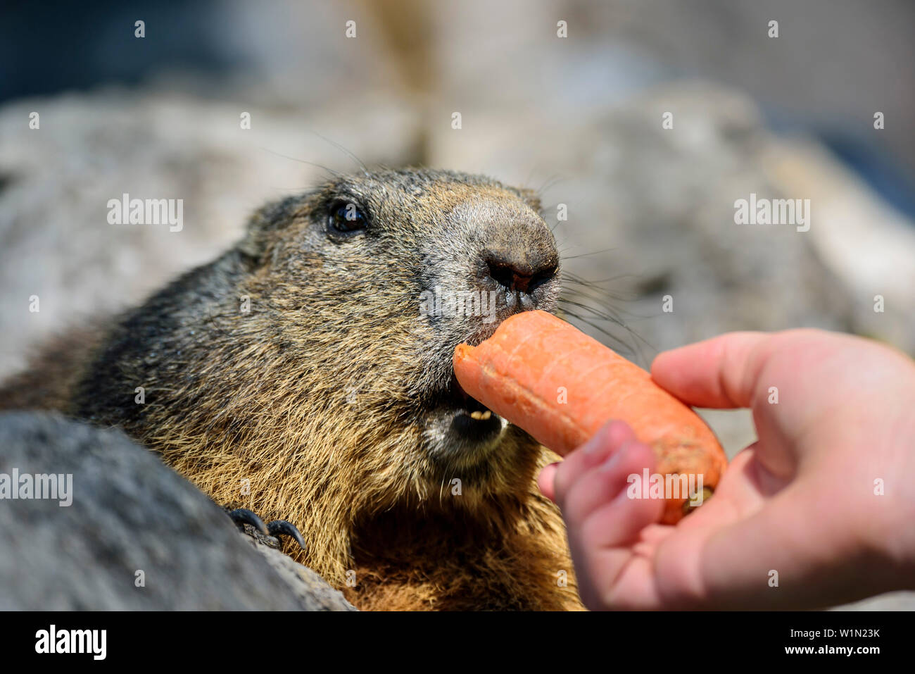 Carot hi-res stock photography and images - Alamy