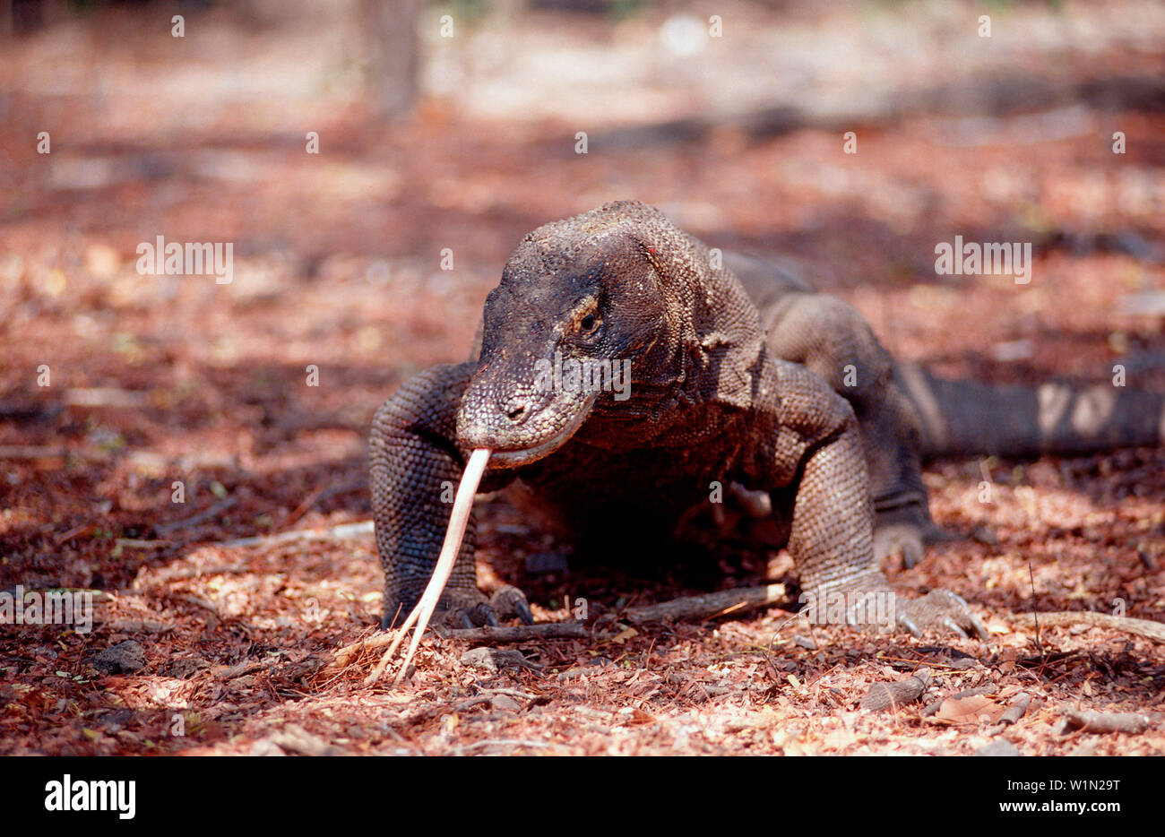Komodo Waran, Komodo-Waran, Komodo dragon in natur, Komodo dragon in ...