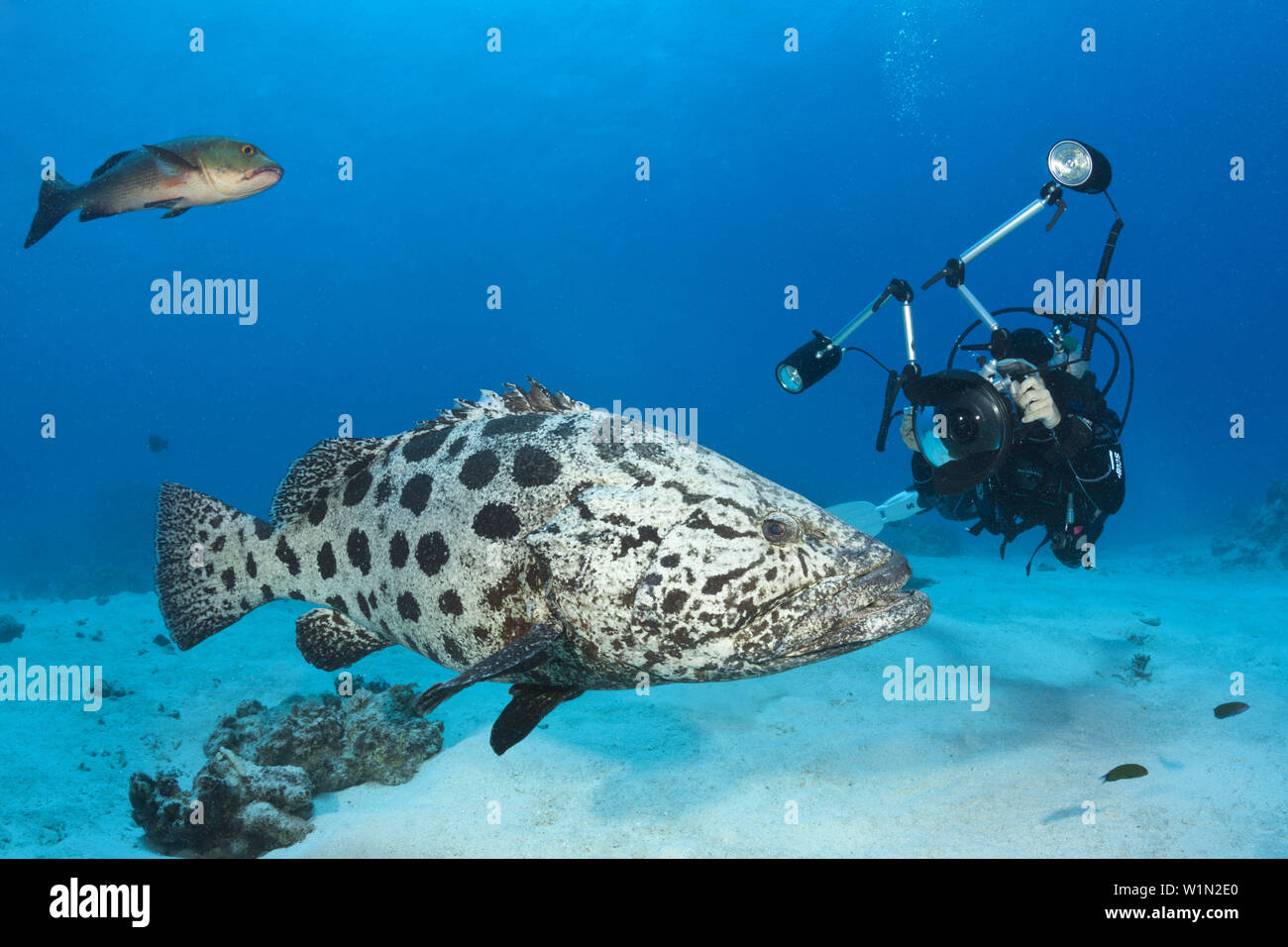 Scuba Diver taking pictures of Potato Cod, Epinephelus tukula, Cod Hole ...