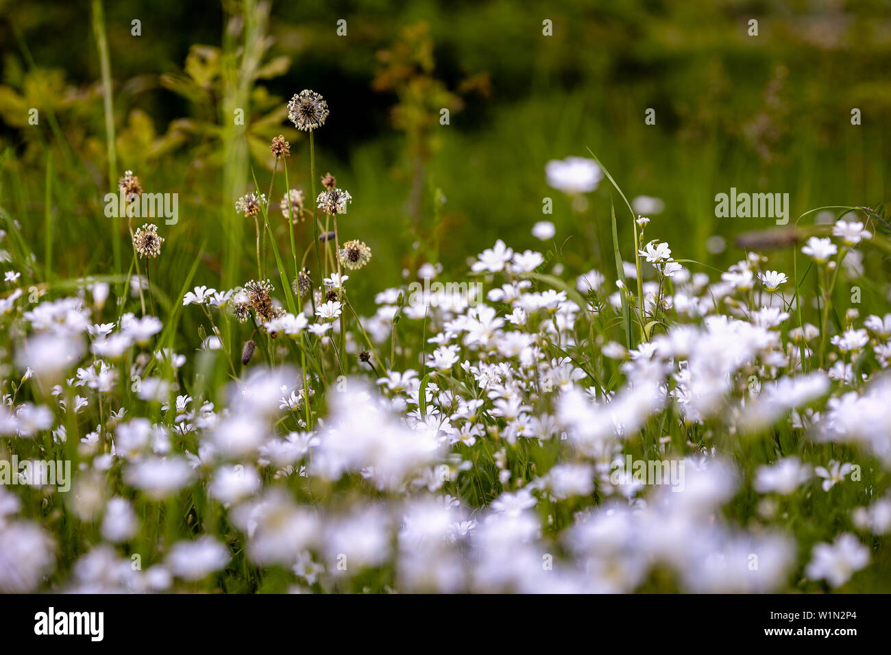 Daisy field in summertime Stock Photo - Alamy