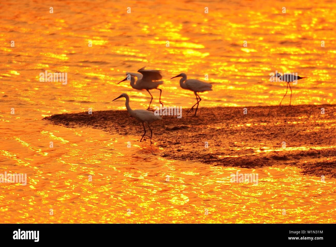 Sandflies hi-res stock photography and images - Alamy