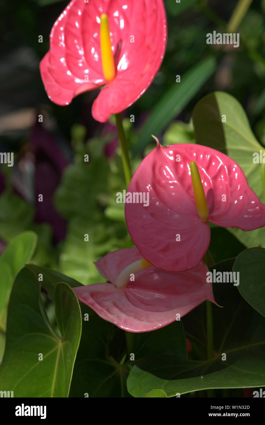 Red Peace Lily Plant
