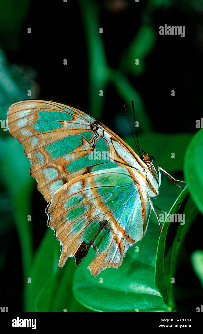 Tropical Butterfly, Costa Rica, South america, La Paz Waterfall Gardens ...