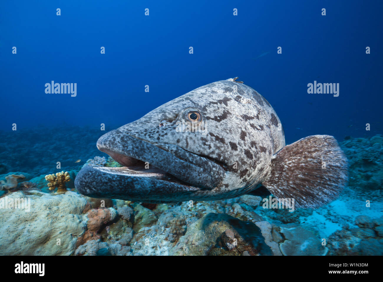 Potato Cod, Epinephelus tukula, Osprey Reef, Coral Sea, Australia Stock ...