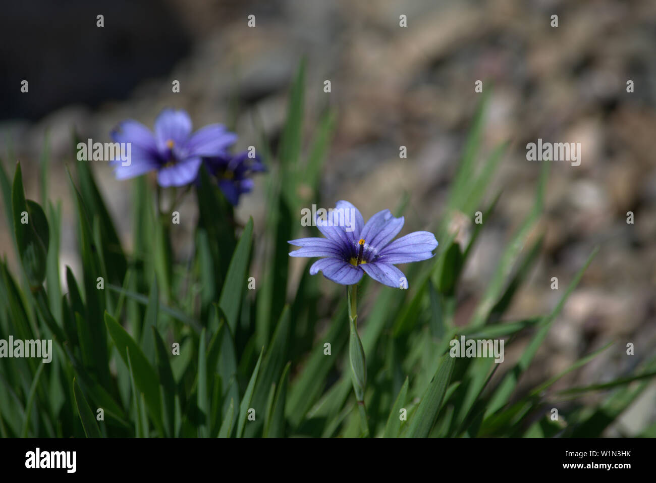 Little blue rockery flowers Stock Photo - Alamy