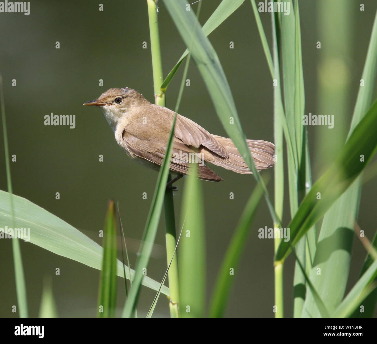 Juvenile reed warbler hi-res stock photography and images - Alamy