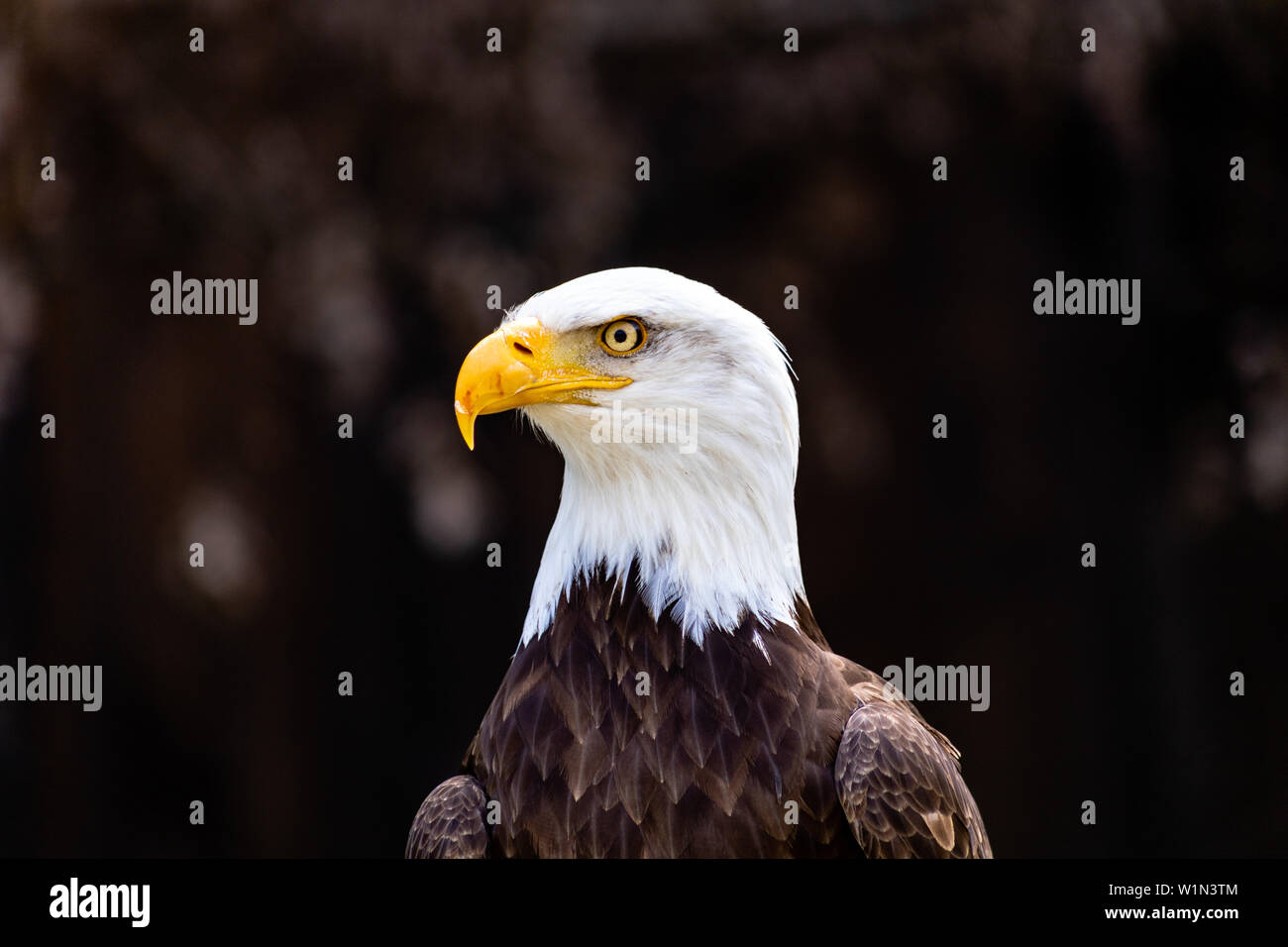 Heroic Bald Eagle looking sideways Stock Photo - Alamy