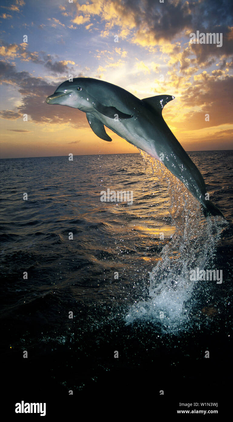 Springender Delphin, Islas de la Bahia, Hunduras, Caribbean Stock Photo ...