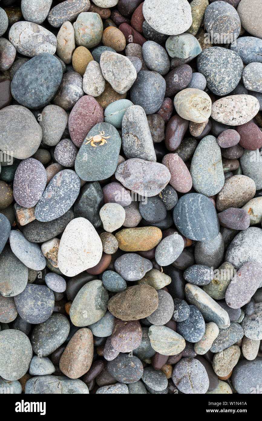 Pebble stones and crab on the beach, Lima, Peru, South America Stock ...
