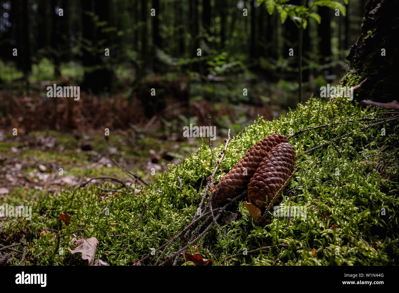 Fallen pine cones dry hi-res stock photography and images - Alamy