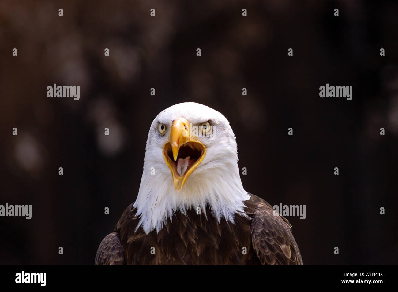 Eagle bald raptor bird endangered zoo hi-res stock photography and ...