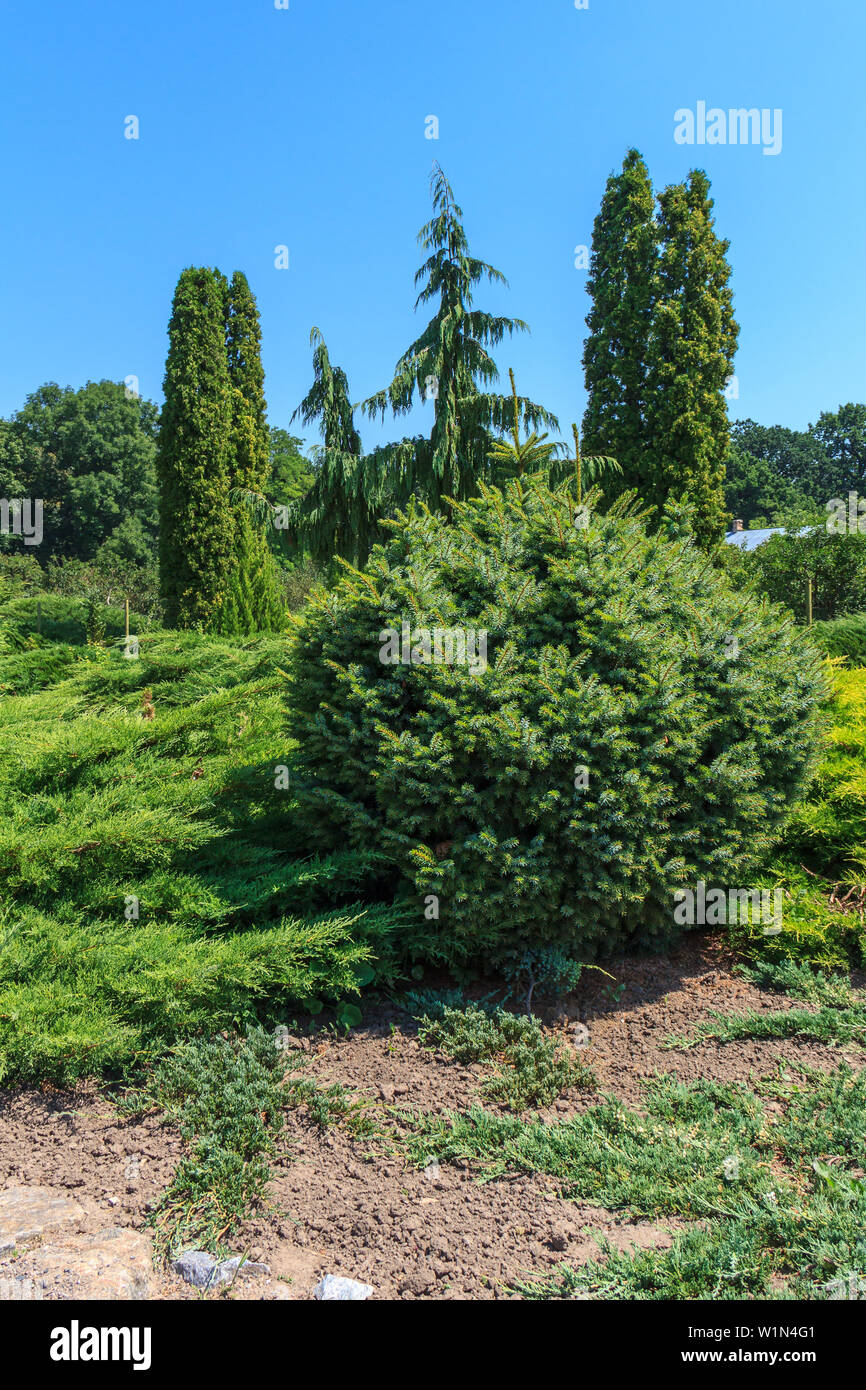 Coniferous trees hi-res stock photography and images - Alamy