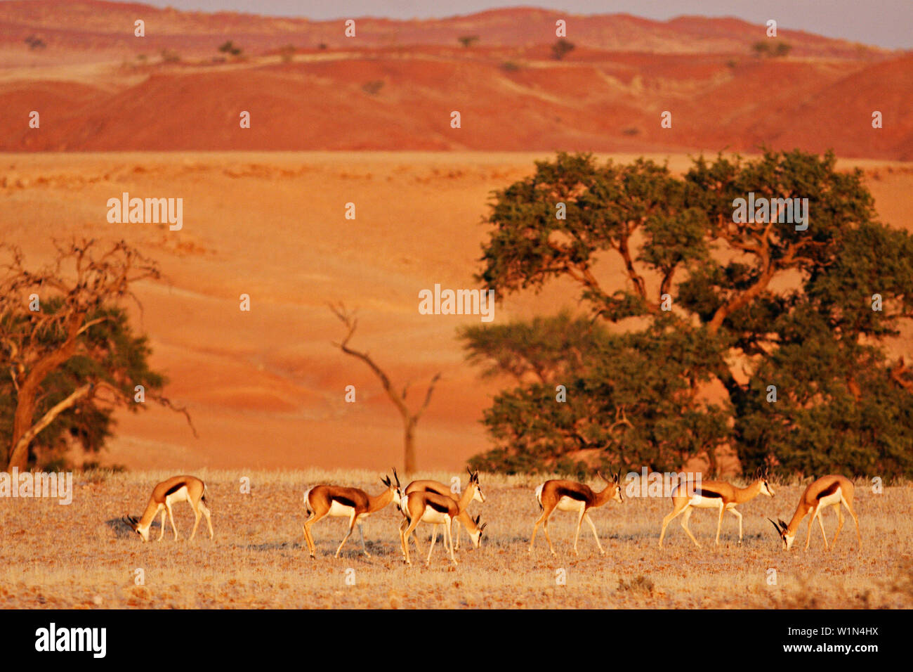 Springbok in the morning light in front of trees and red dunes ...