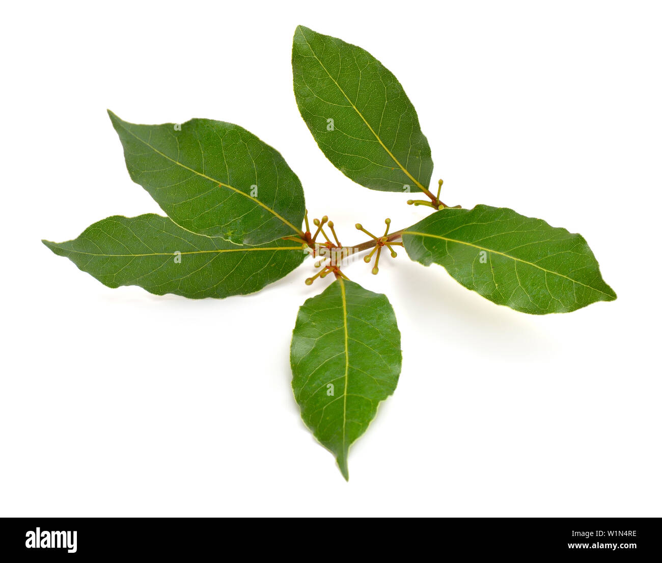 Laurus nobilis. Its common names include bay tree bay laurel, sweet bay ...