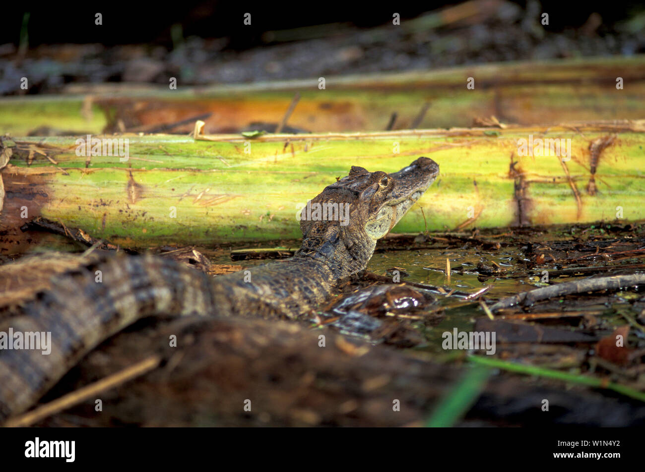 Little alligator, Tortuguero National Park, Costa Rica, Caribbean ...