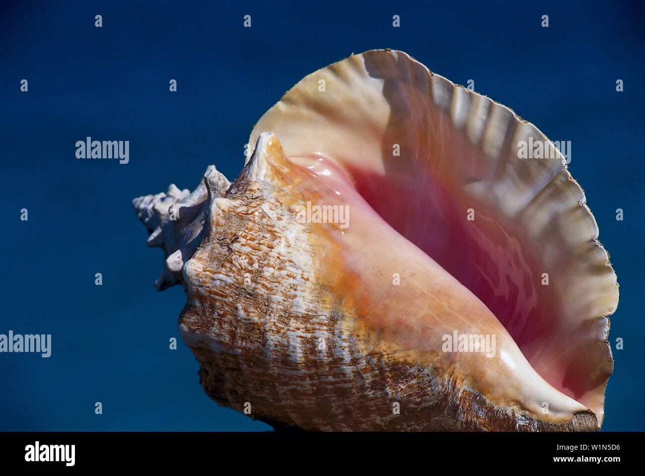Conch Shell, Barbados Stock Photo - Alamy