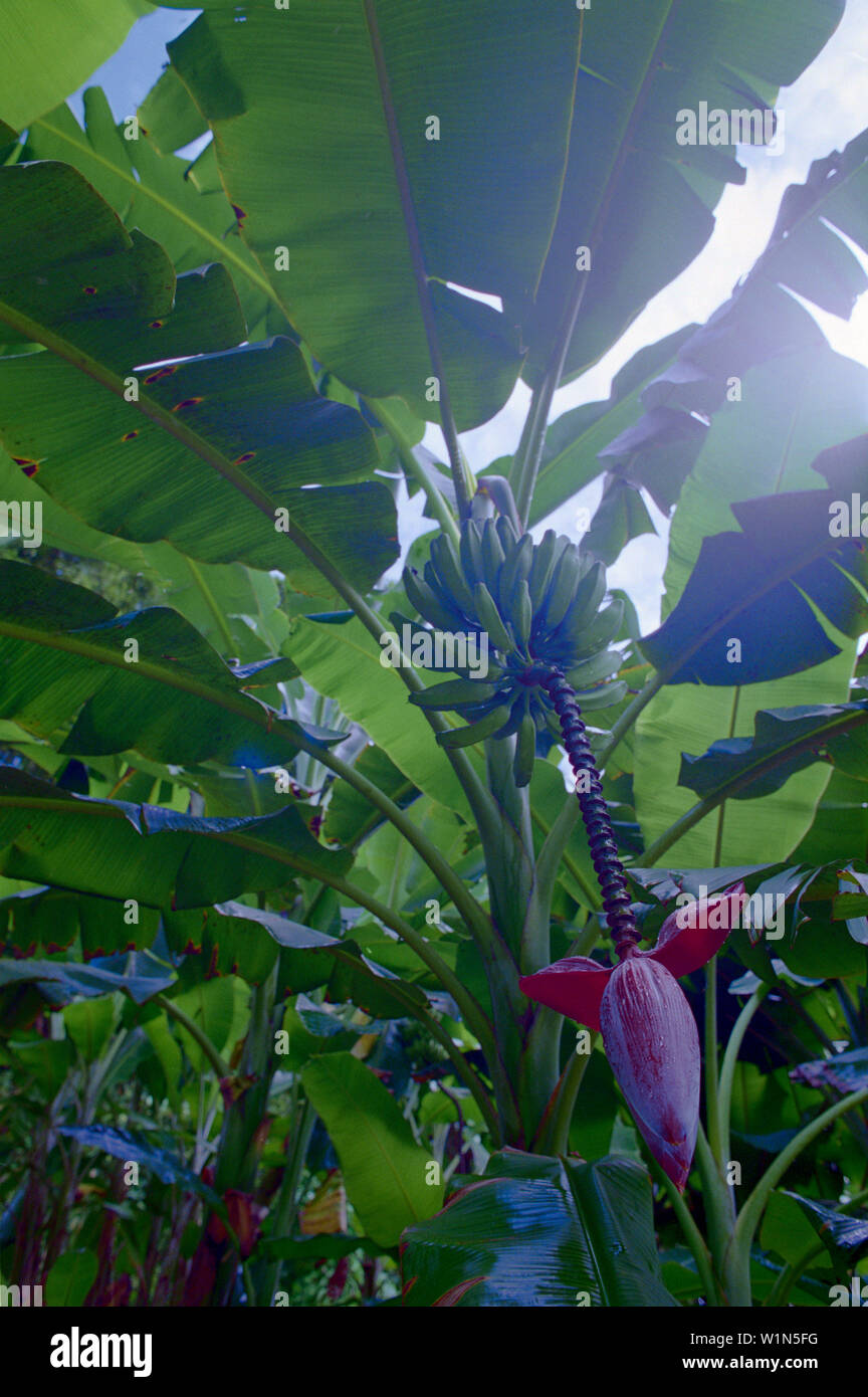 Bananenblute hi-res stock photography and images - Alamy
