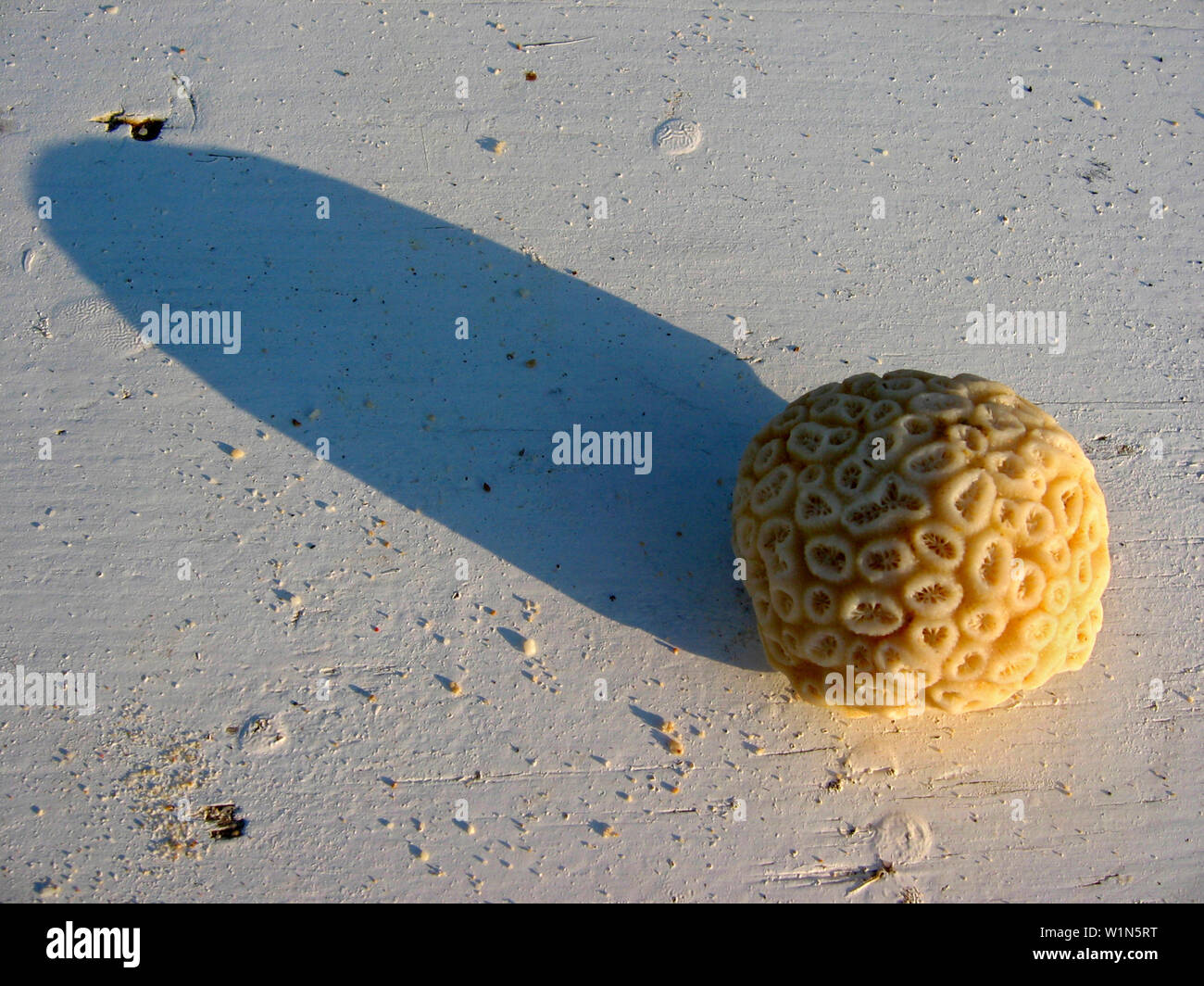 Round coral hi-res stock photography and images - Alamy