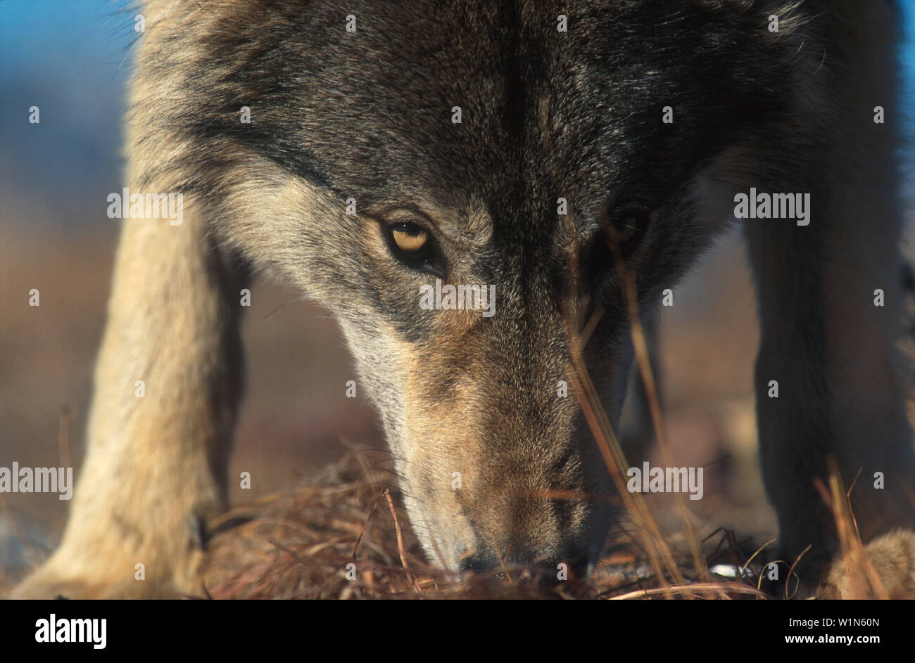 Wolf mosel hi-res stock photography and images - Alamy