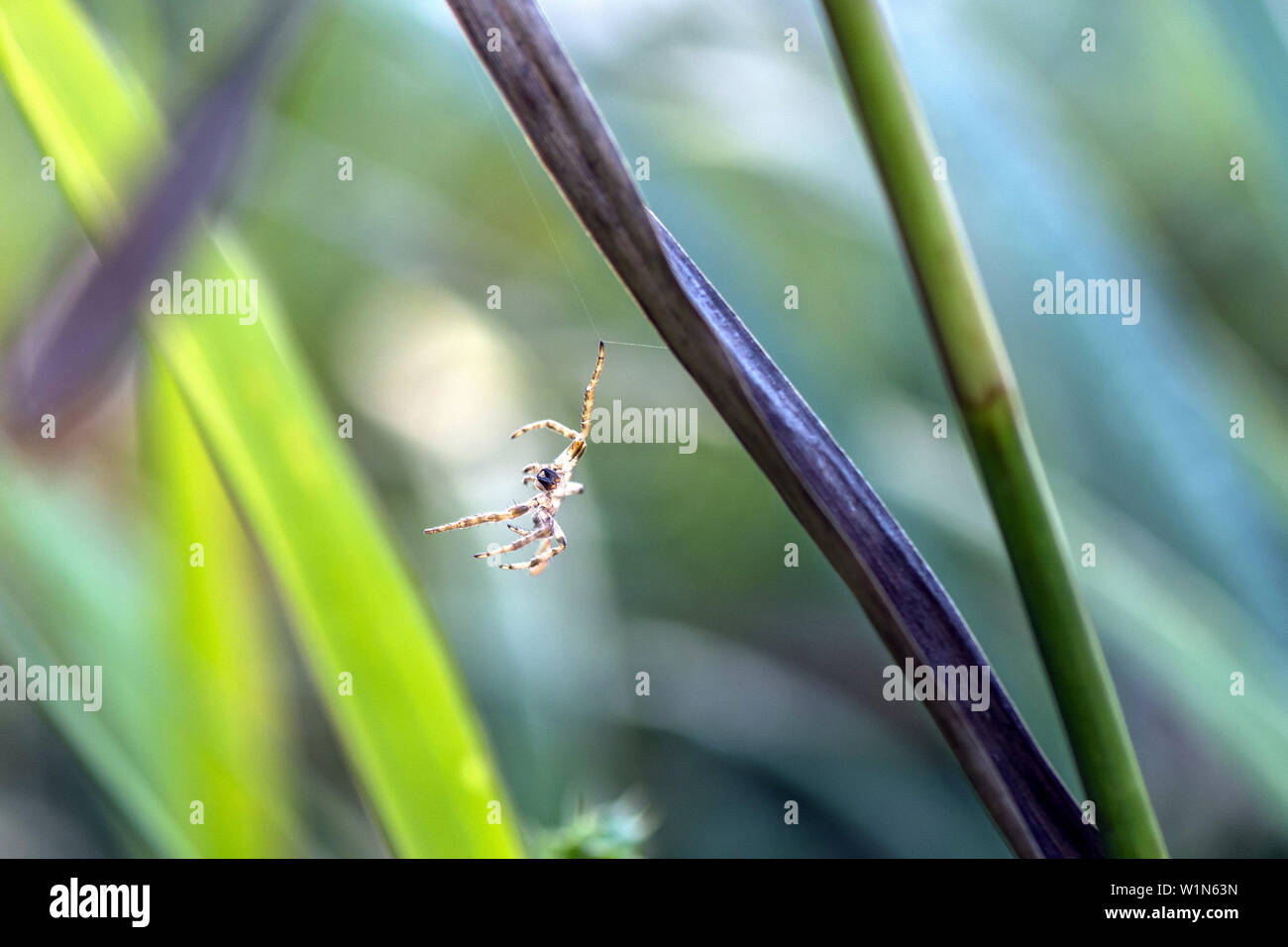 Exoskeleton of a spider hanging from a blade of grass in a meadow. The ...