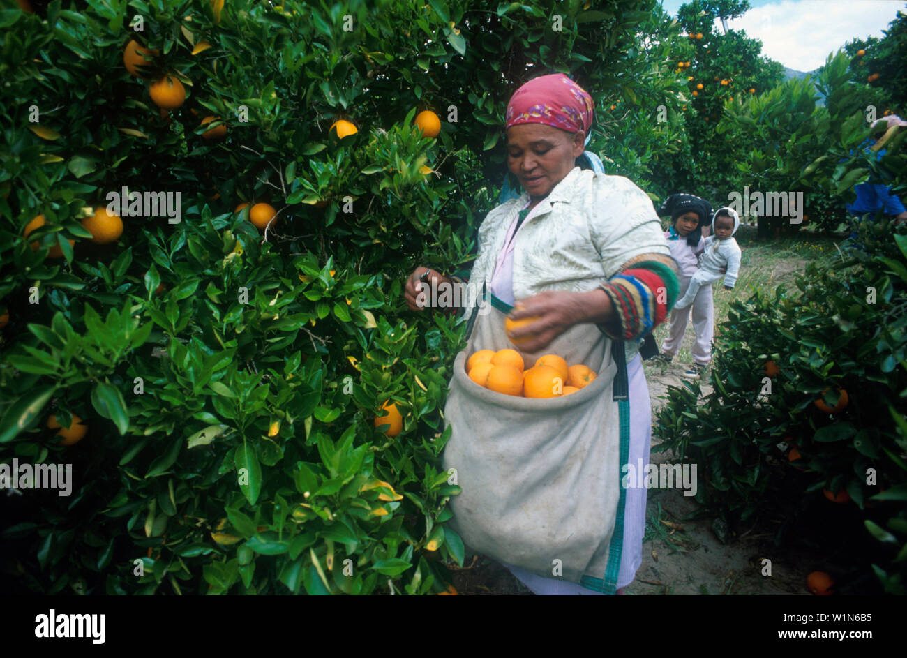 Citrusdal hi-res stock photography and images - Alamy