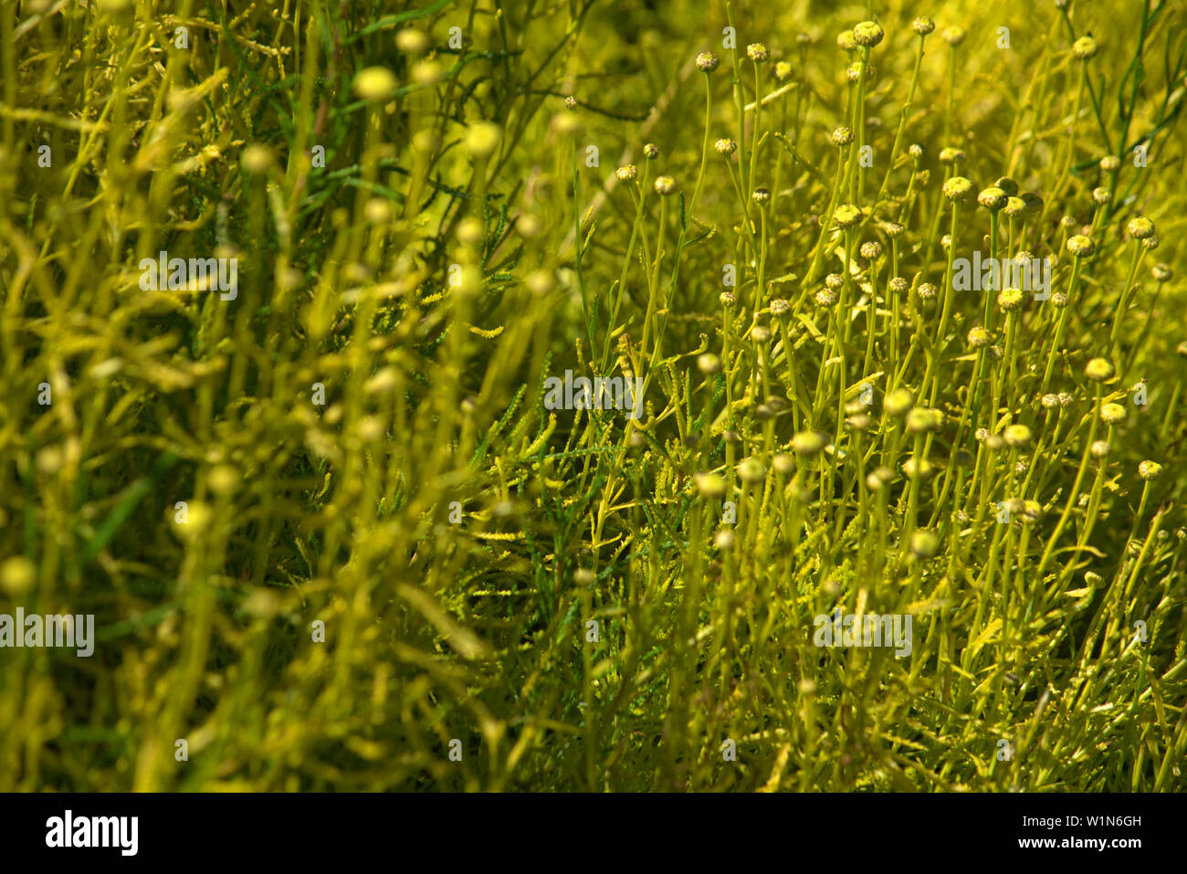 Swathes of green hi-res stock photography and images - Alamy