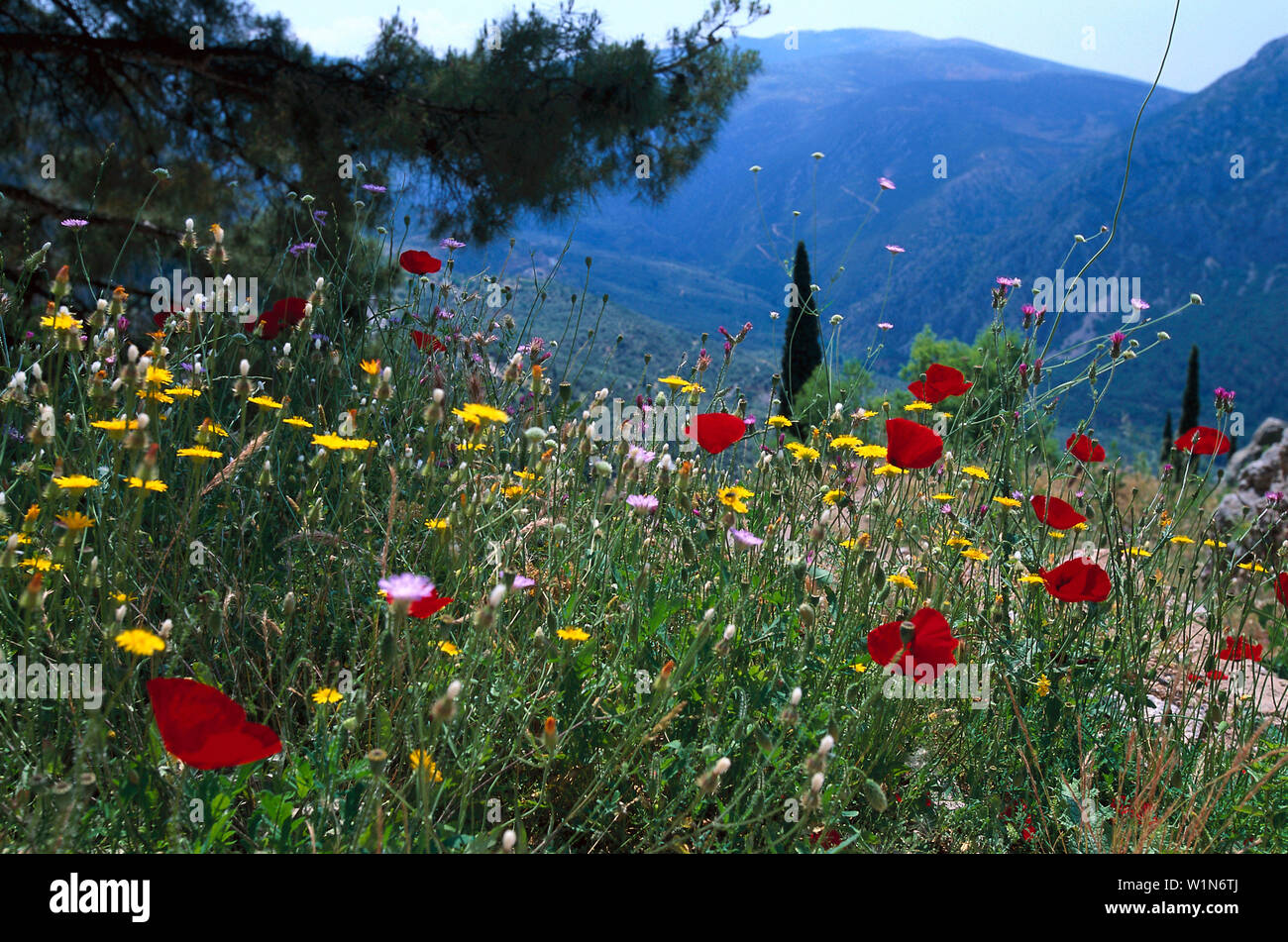 Greece spring hi-res stock photography and images - Alamy