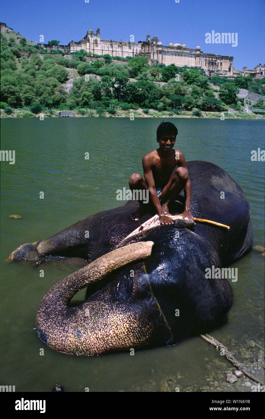 Elephant, Amber Fort near Jaipur, Jaipur, Rajasthan India, asia Stock ...
