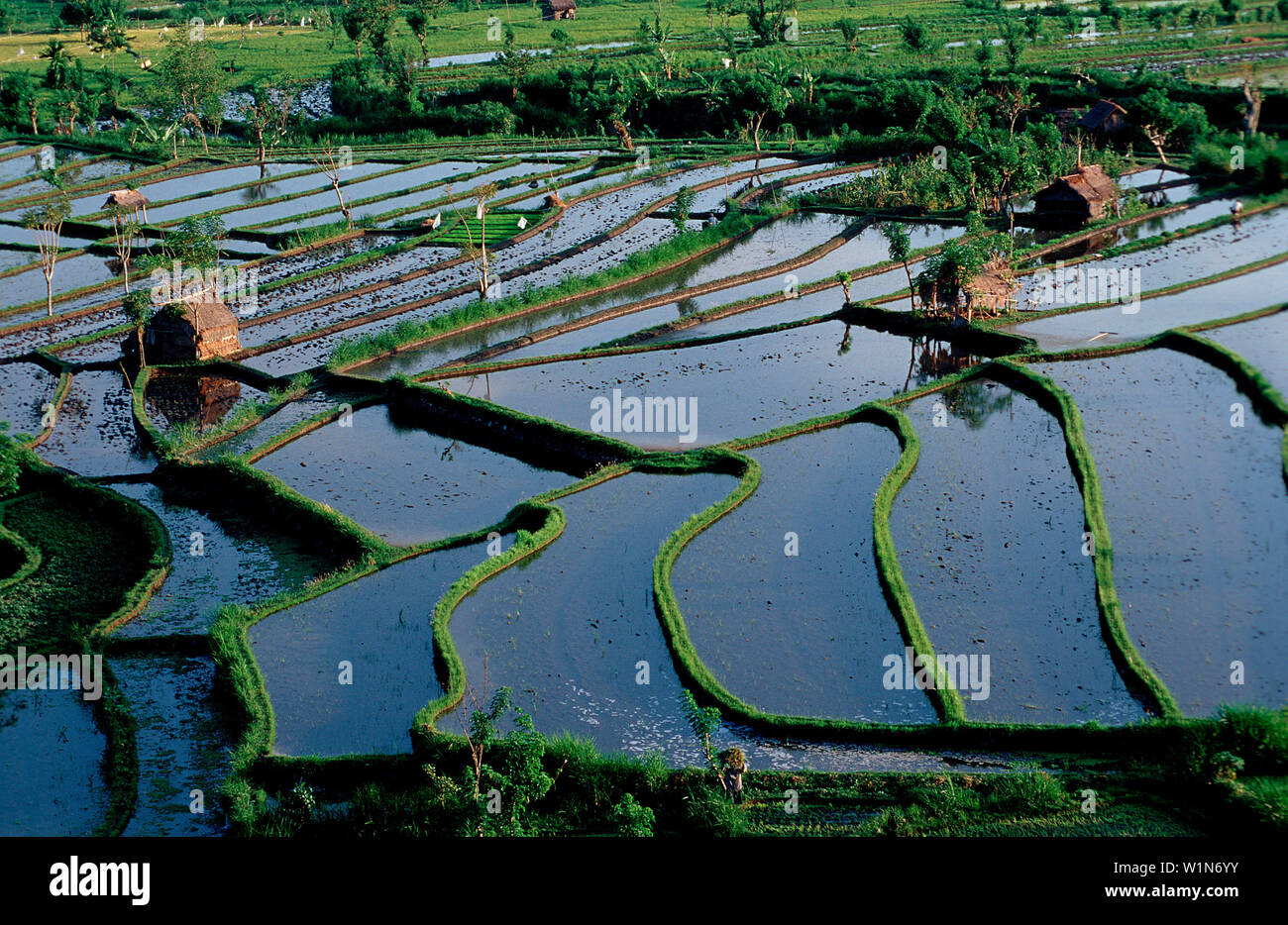 Reisfeld, Luftaufnahme, rice field, air image Stock Photo - Alamy