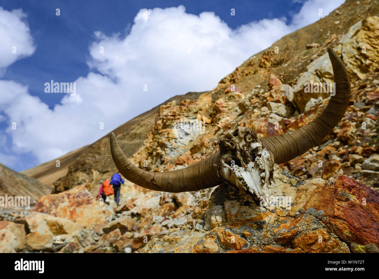Yak horn hi-res stock photography and images - Alamy