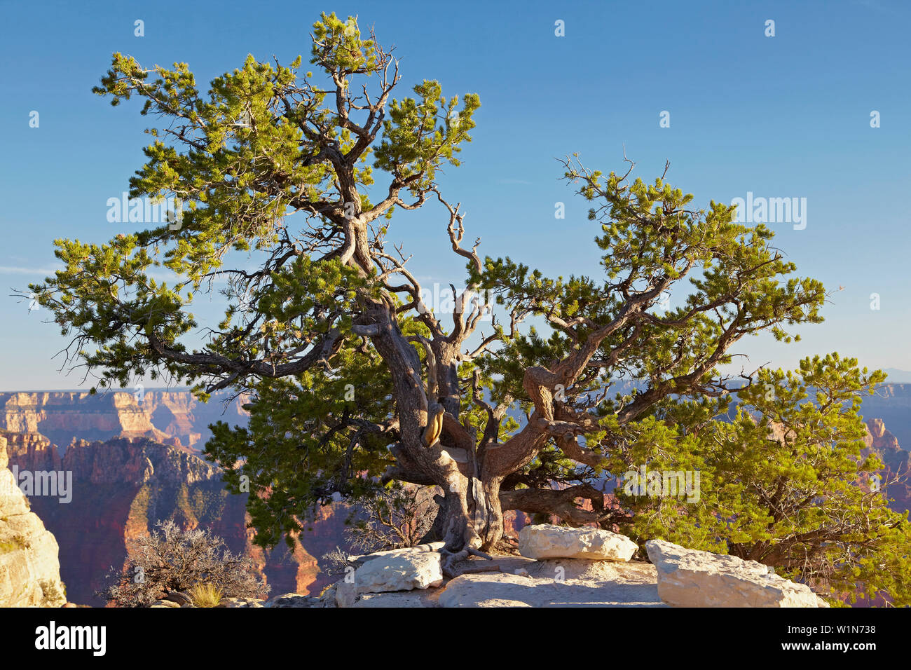 View from Bright Angel Point at Bright Angel Canyon , North Rim , Grand ...