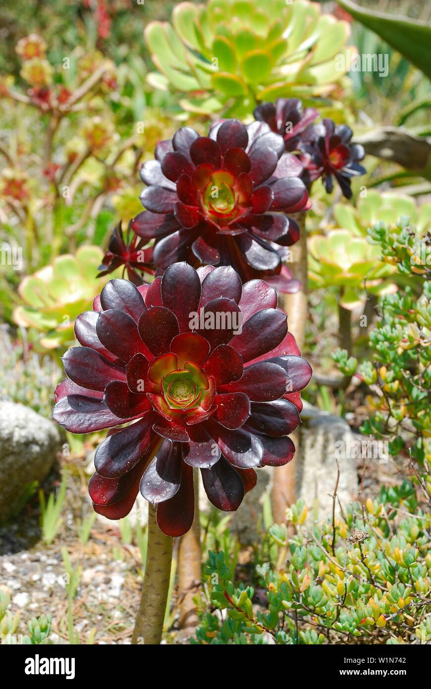 Isles of scilly succulent hi-res stock photography and images - Alamy