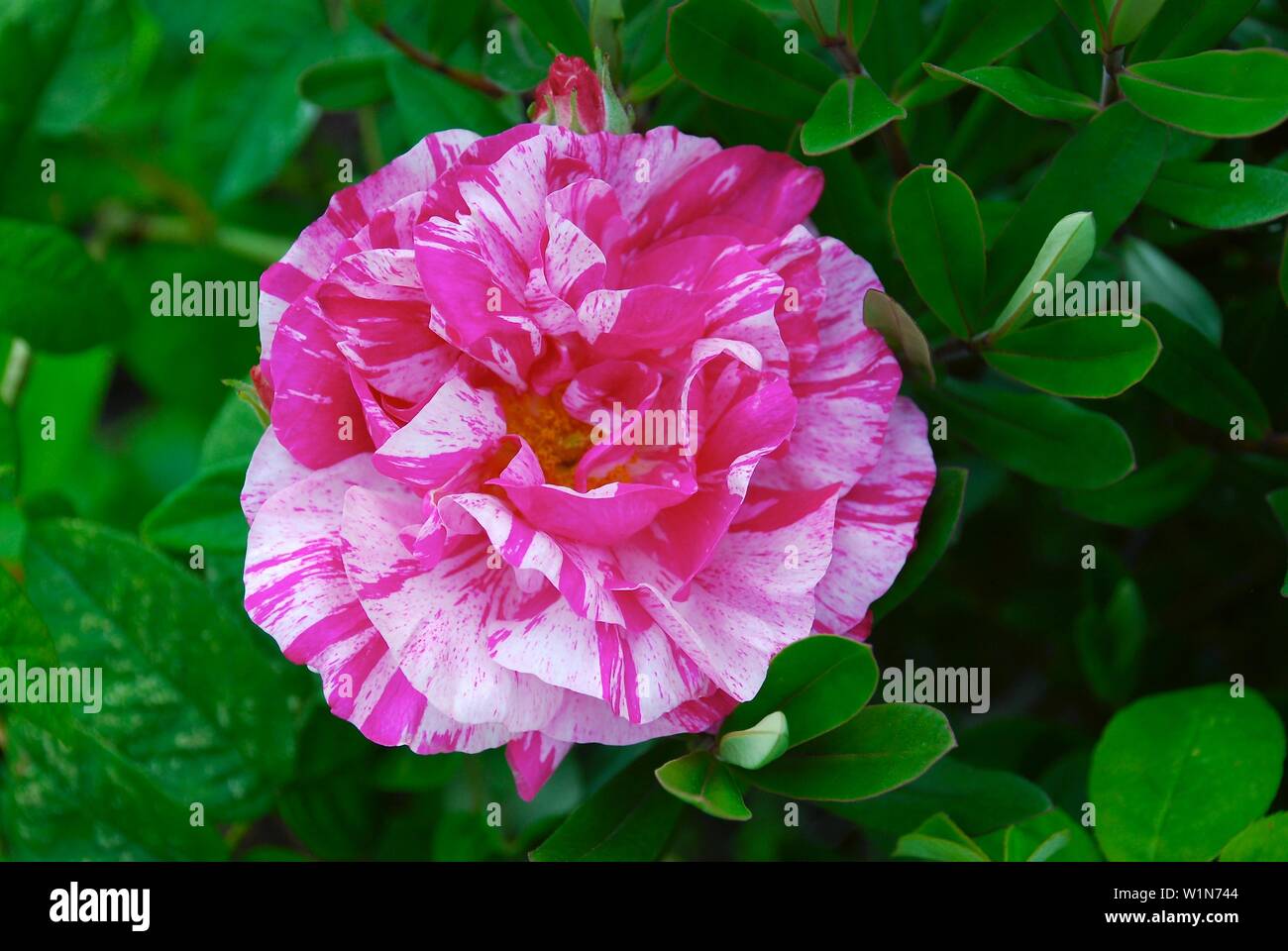 Variegated pink roses hi-res stock photography and images - Alamy