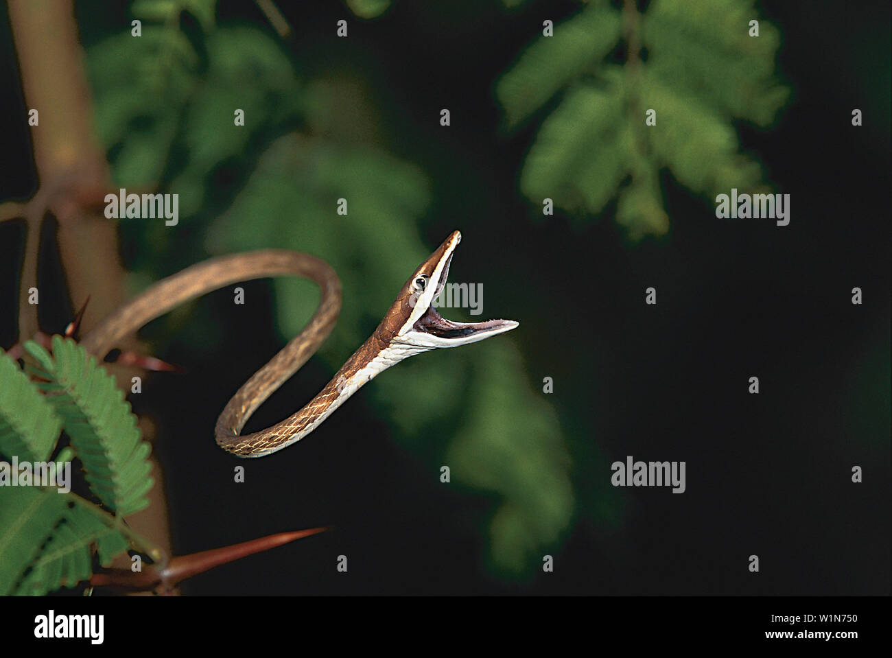 Maul auf hi-res stock photography and images - Alamy