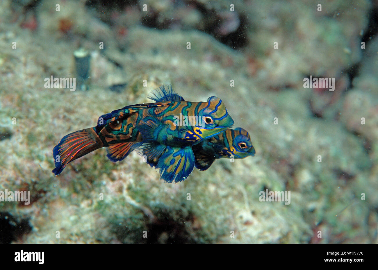 Mandarinfische hi-res stock photography and images - Alamy