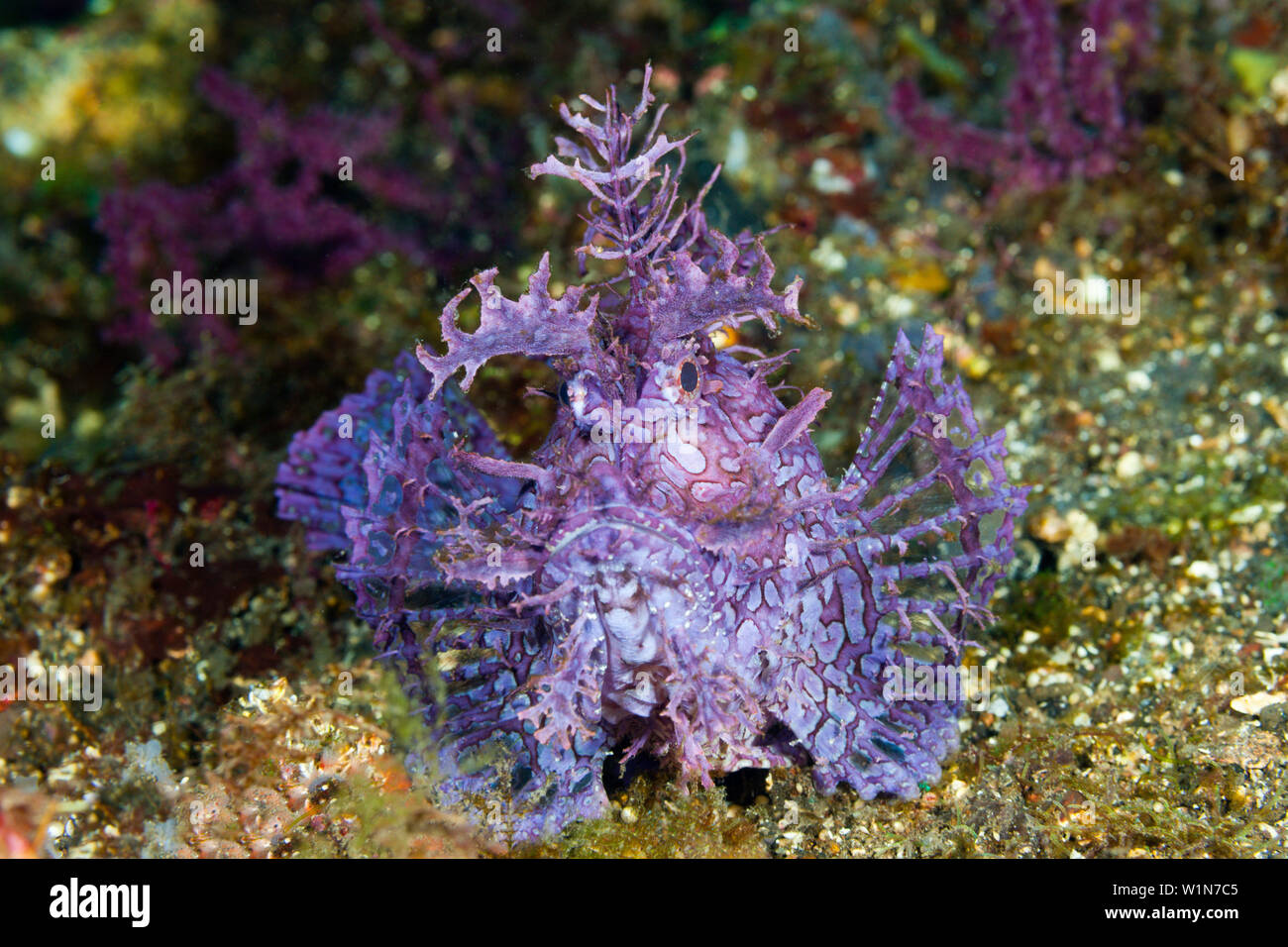 Weedy Scorpionfish, Rhinopias frondosa, Bali, Indonesia Stock Photo - Alamy